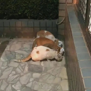扶剑击节兮舞袂萦霓裳 