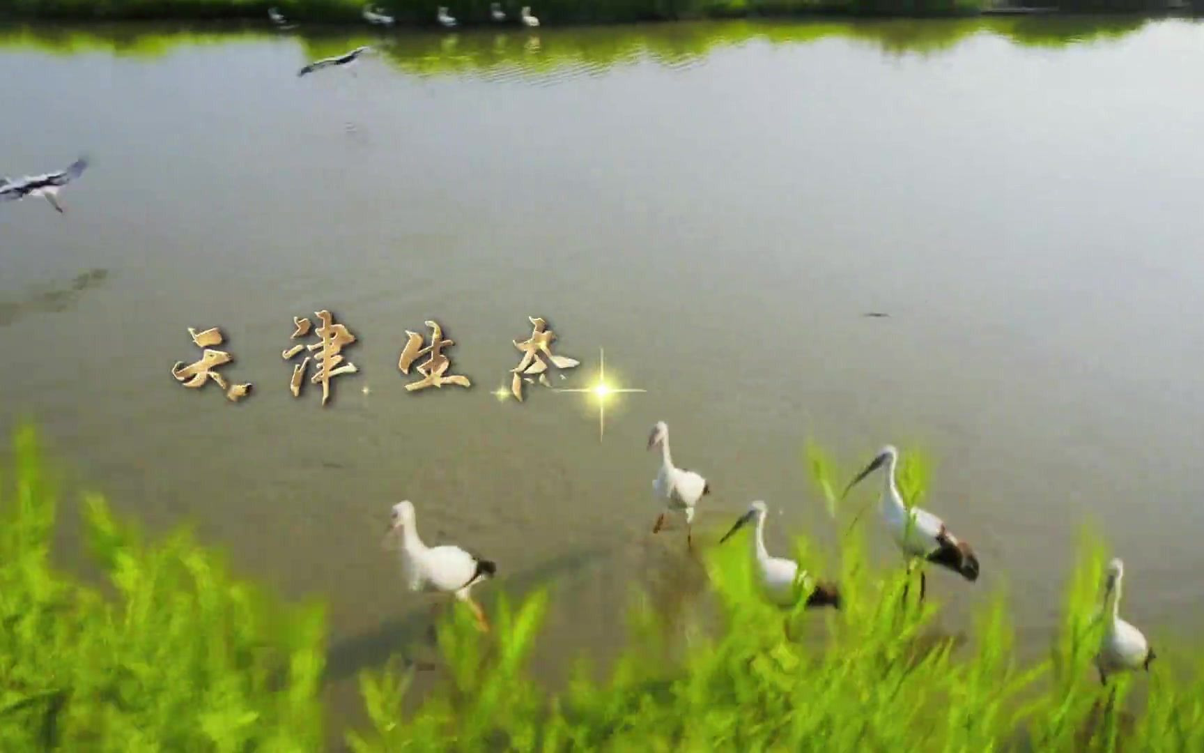 保护生物多样性主题宣传片-天津.mp4