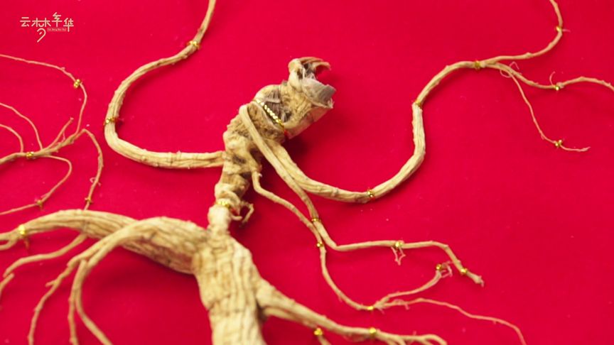 芦头越长的野山参越好?两分钟了解鉴参权威标准