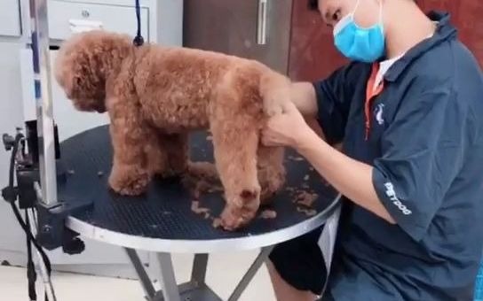 北京学宠物美容到哪里学习比较好-会不会推荐工作