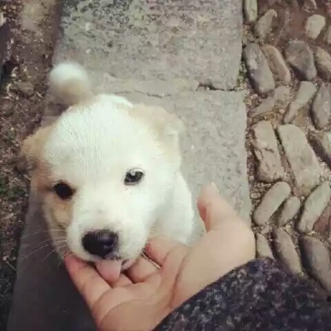 圆子~ 