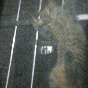 那种大鸟 