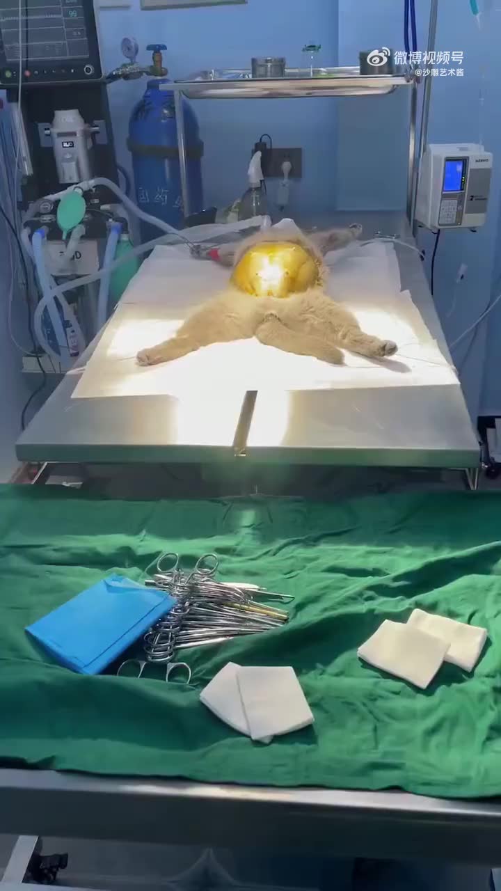 母猫剖腹产,准备迎接新生命