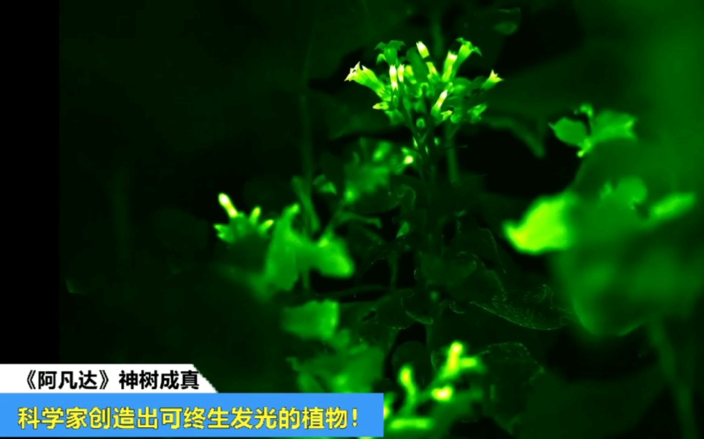 《阿凡达》荧光树成真!科学家创造出“可终生发光”的植物