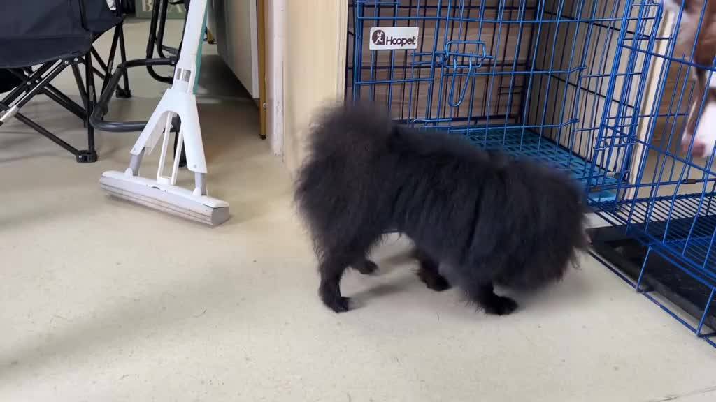 第1集:懒人定点大小便训练 #定点大小便 #训犬教程