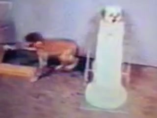 依恋理论施琪嘉-6集(附视频,课件下载链接)