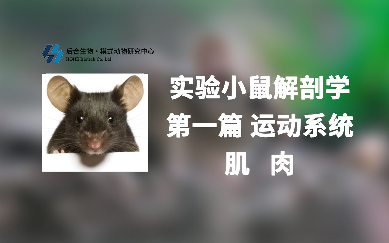实验小鼠解剖学丨第一篇 运动系统·肌肉