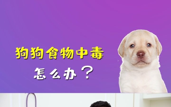 狗狗食物中毒怎么办?及时自救很关键,但如果感觉自己搞不定要立即...