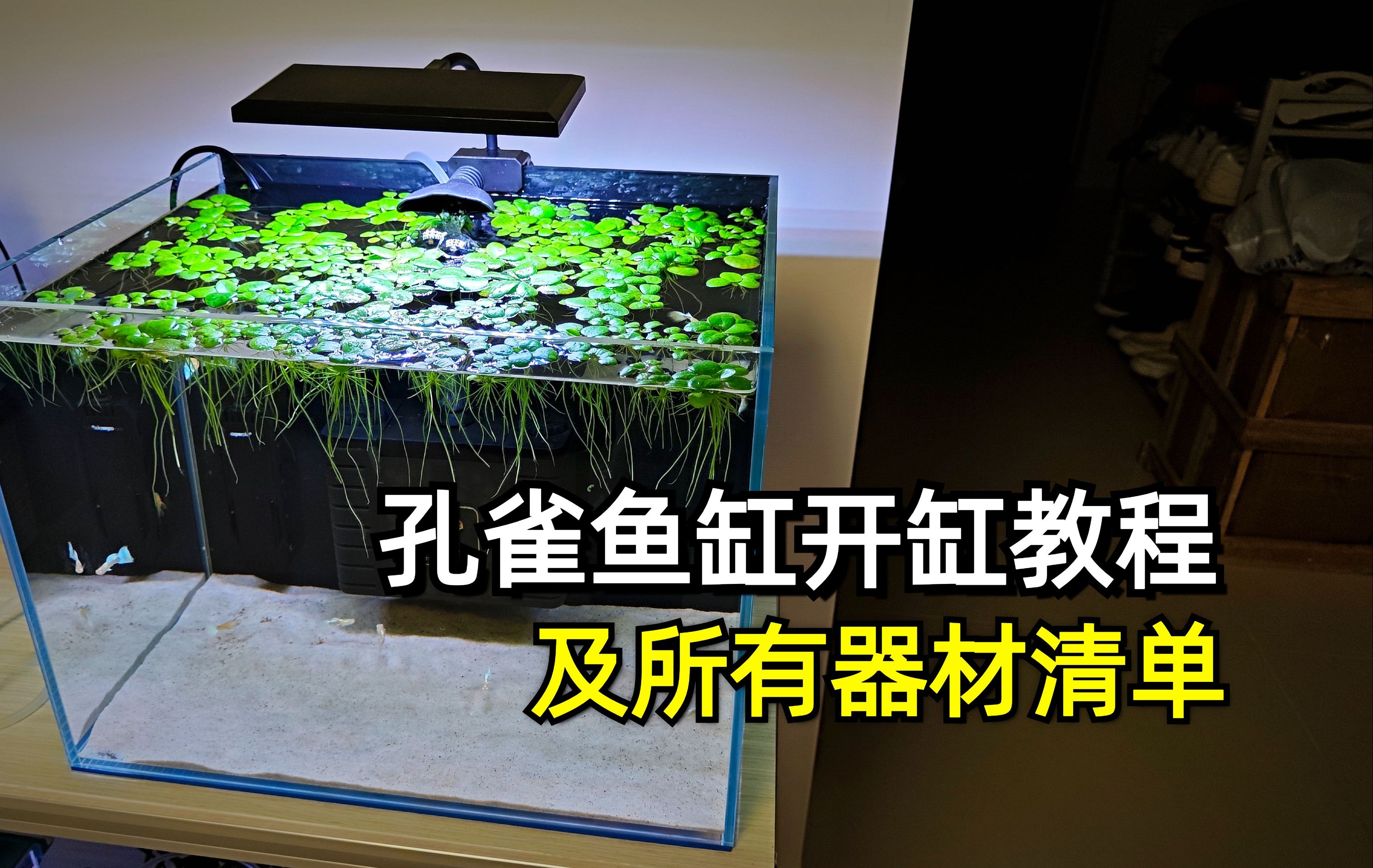 简单好看的孔雀鱼缸开缸教程,所有器材清单都在这