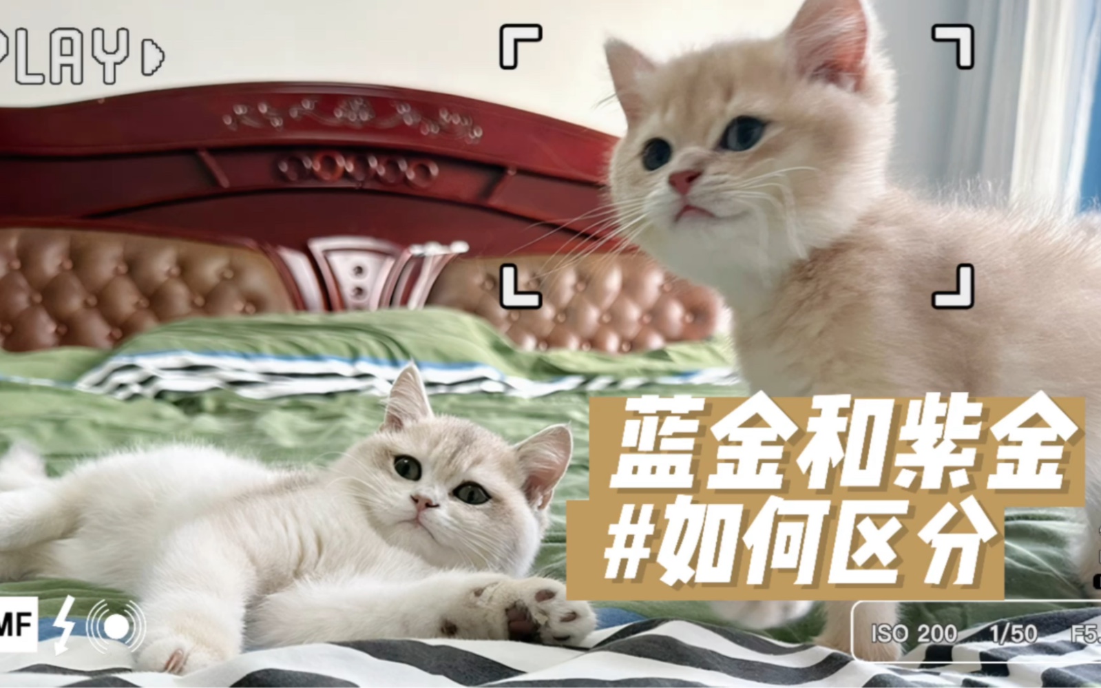 详细讲解蓝金渐层和紫金渐层如何区分,视频看完全是干货。