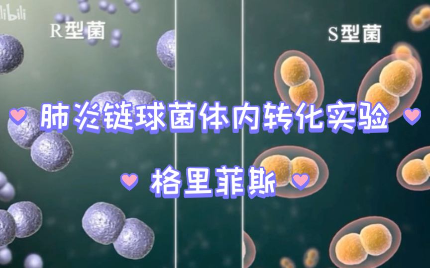 【2019新教材】生物学必修二:DNA是主要的遗传物质-格里菲斯肺炎...