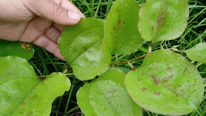 农村珍贵植物“金刚藤”认识吗?用途非常多,遇见请珍惜