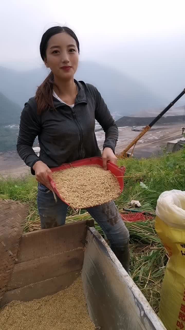 稻子熟了,又是一年丰收喜悦的季节