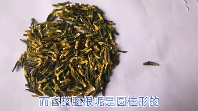 莲子心泡水喝有4大功效,也有饮用禁忌,这些你都需要了解