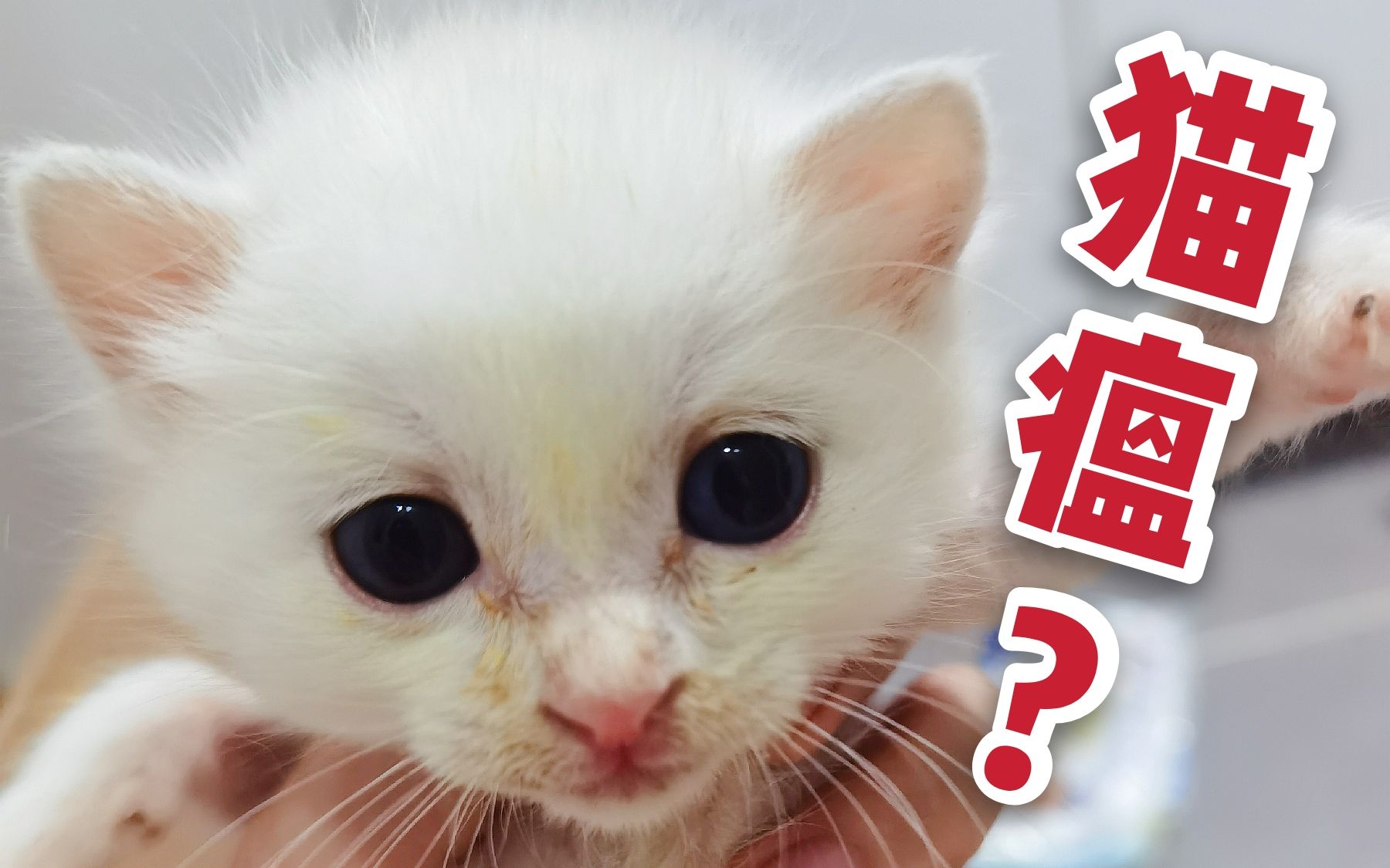 小奶猫便血疑似猫瘟,紧急买试纸自测,结果你们是因为嘬屁股?