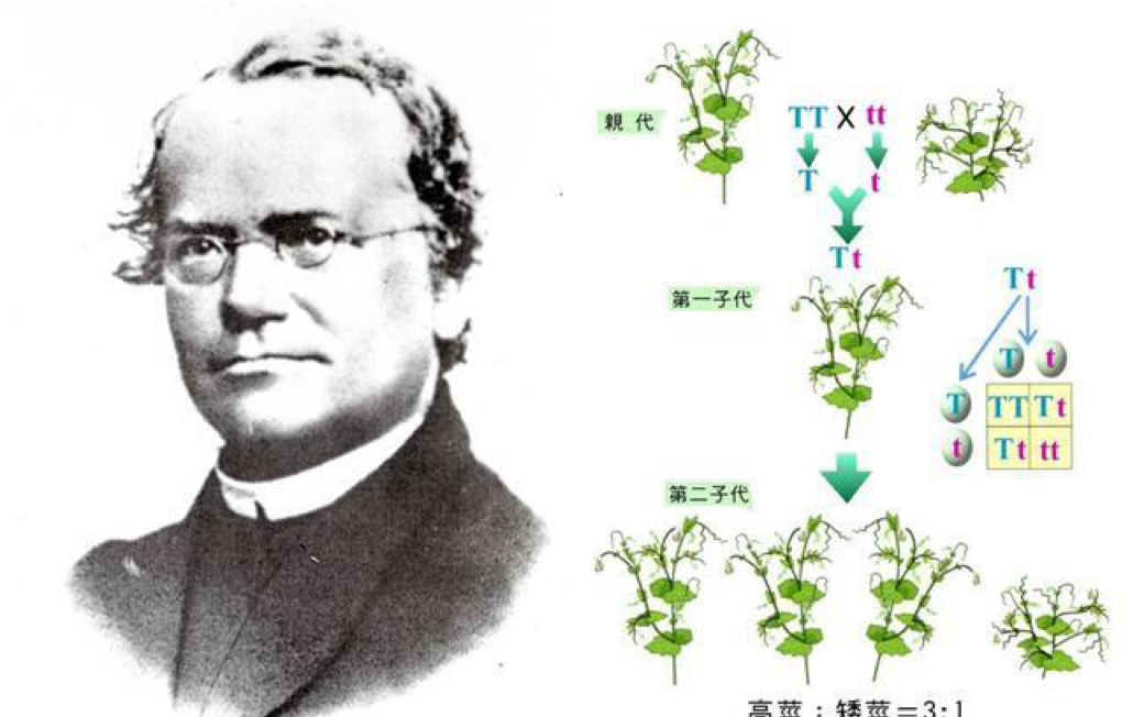 【小河生物】基因分离定律概念