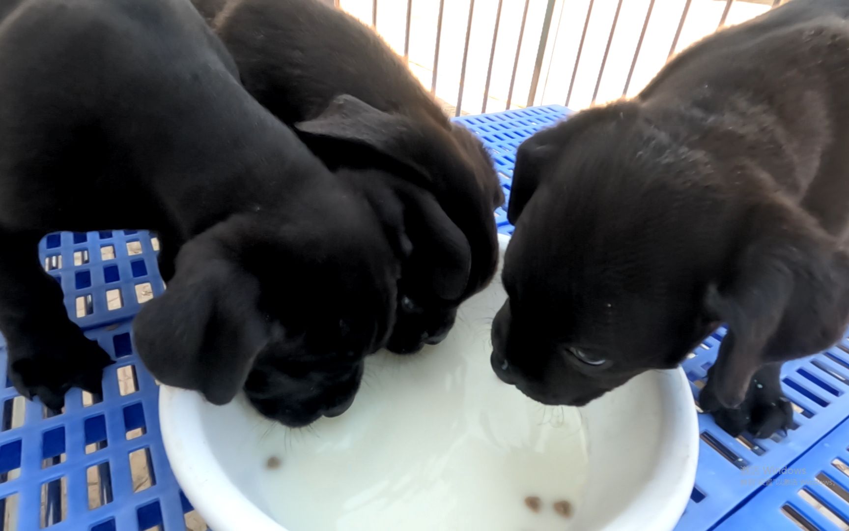 40天的卡斯罗吃食真生猛,互相抢食狼吞虎咽,场面一片混乱!