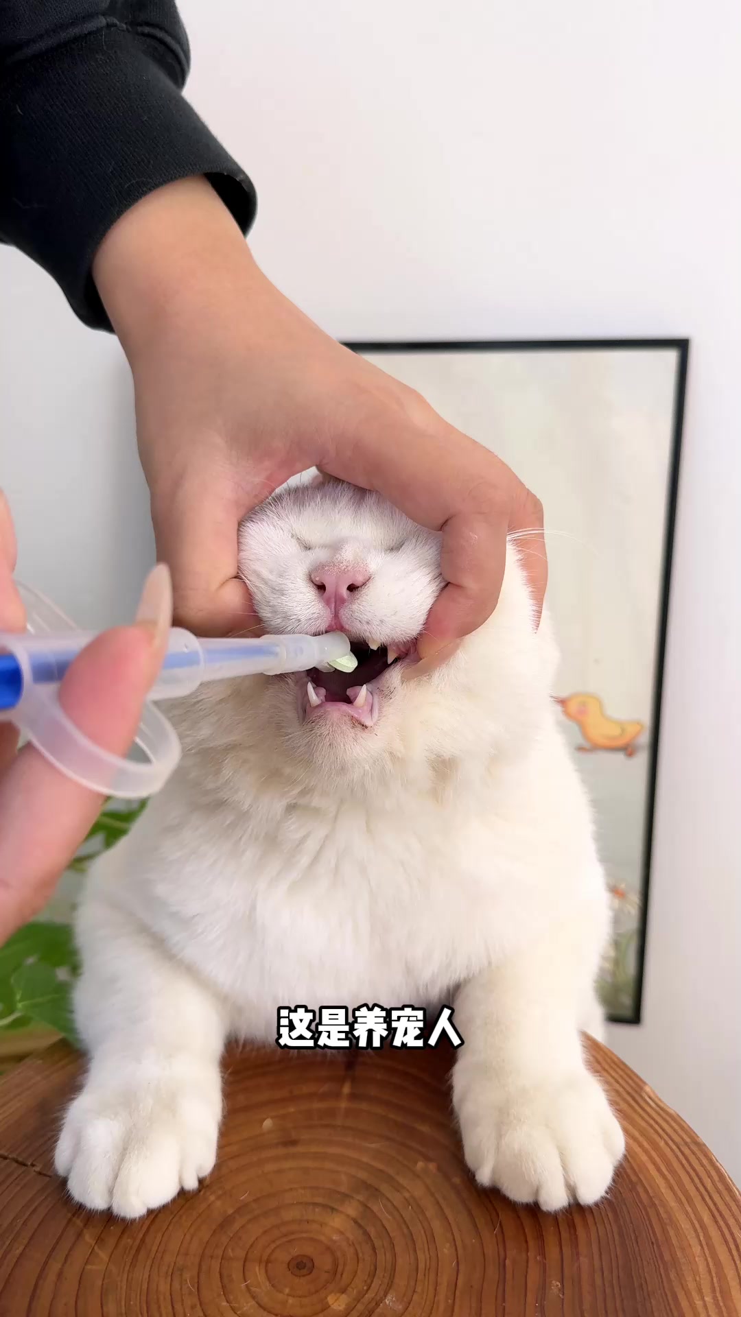 这是养宠人一代一代人发明的小技巧#宠物喂药器 #猫咪吃药 #科学养宠...