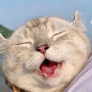 不会粤语的仔 