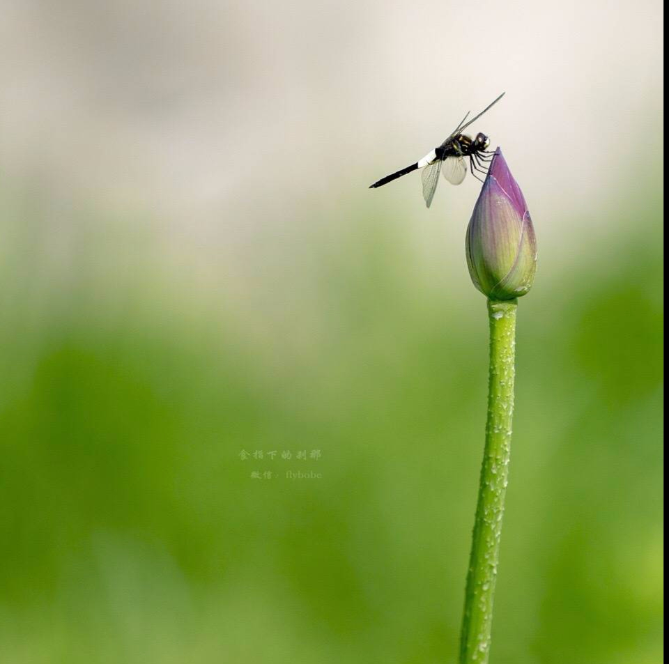 缘木飞鱼 