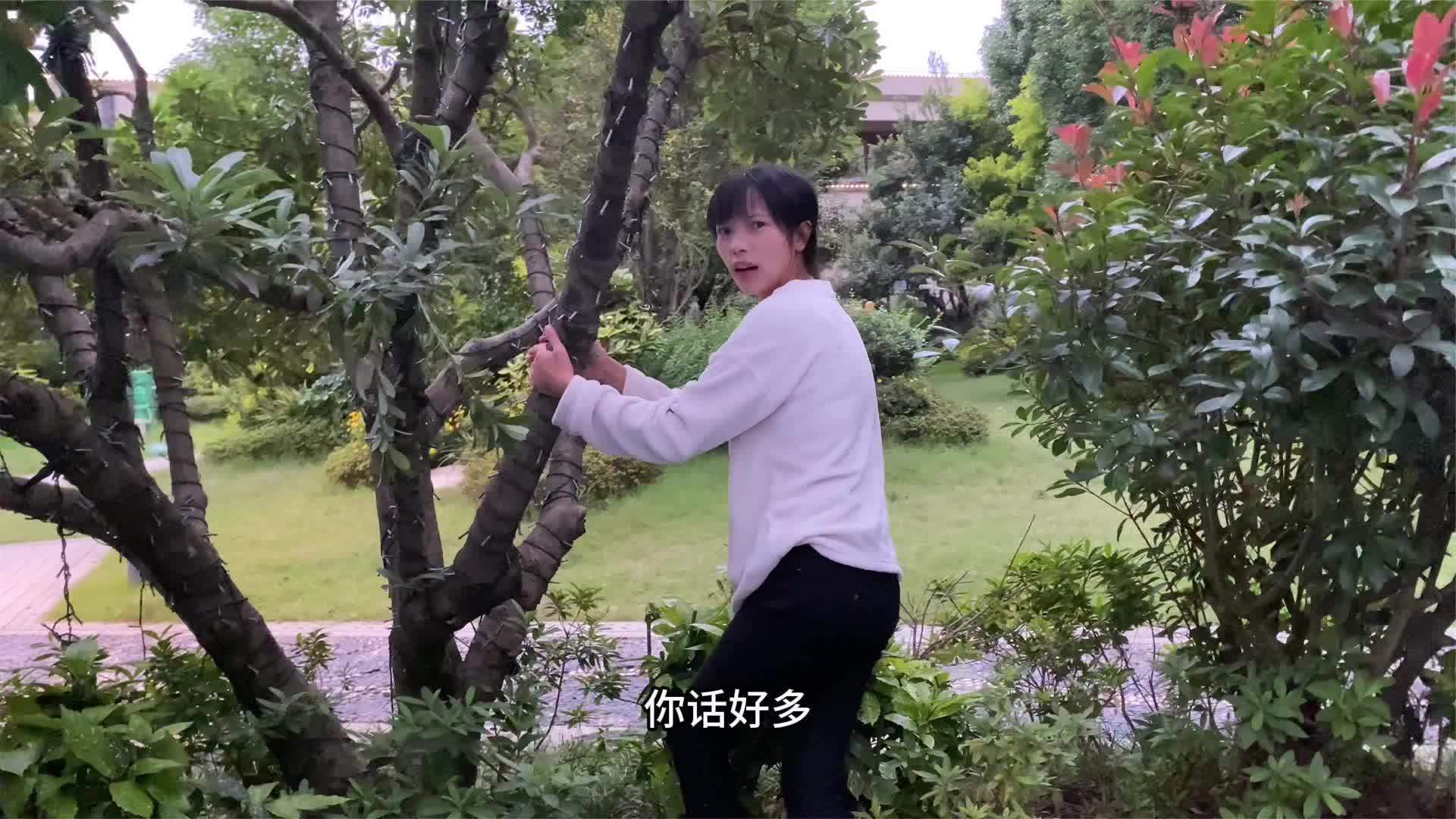 小区绿化有杨梅,老婆采摘被发视频到业主群,在小区里臭气名扬