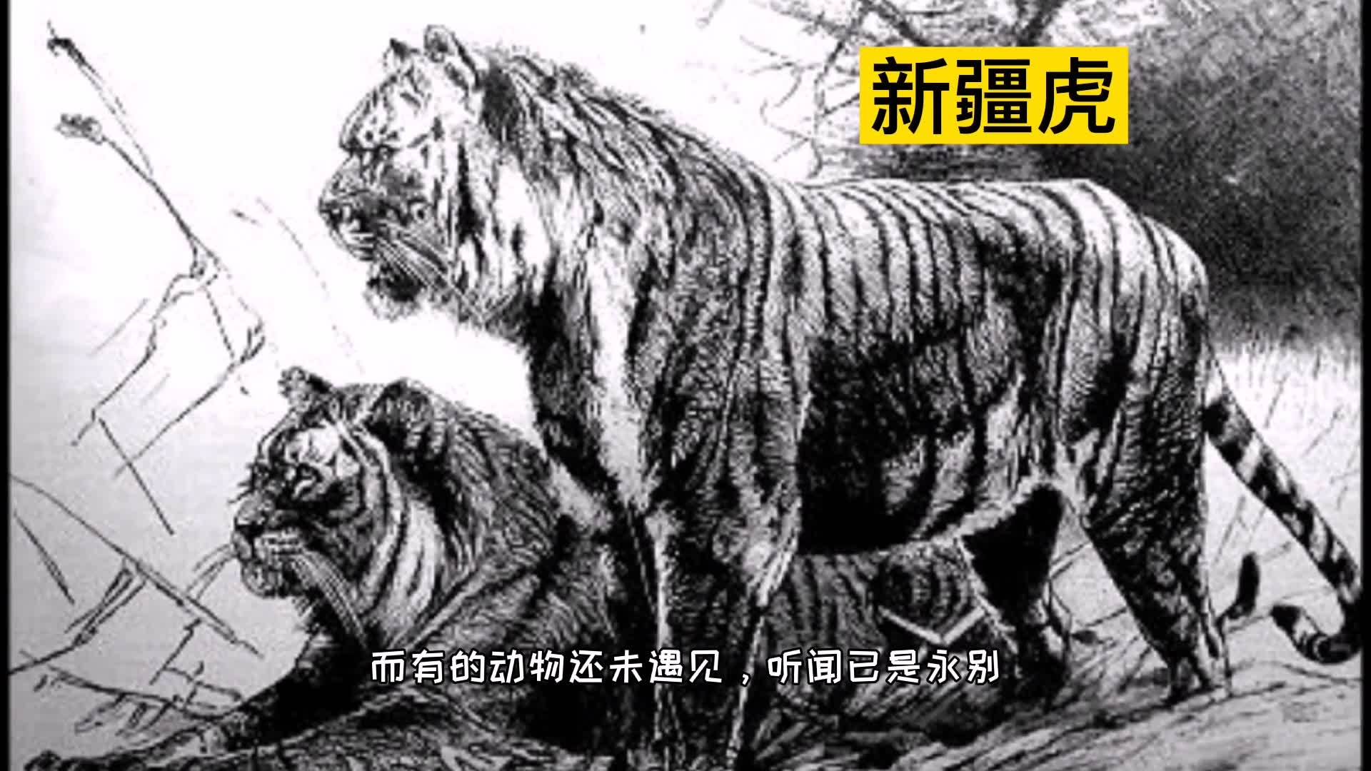 在中国已灭绝的本土动物,还没见过你,听闻已是永别