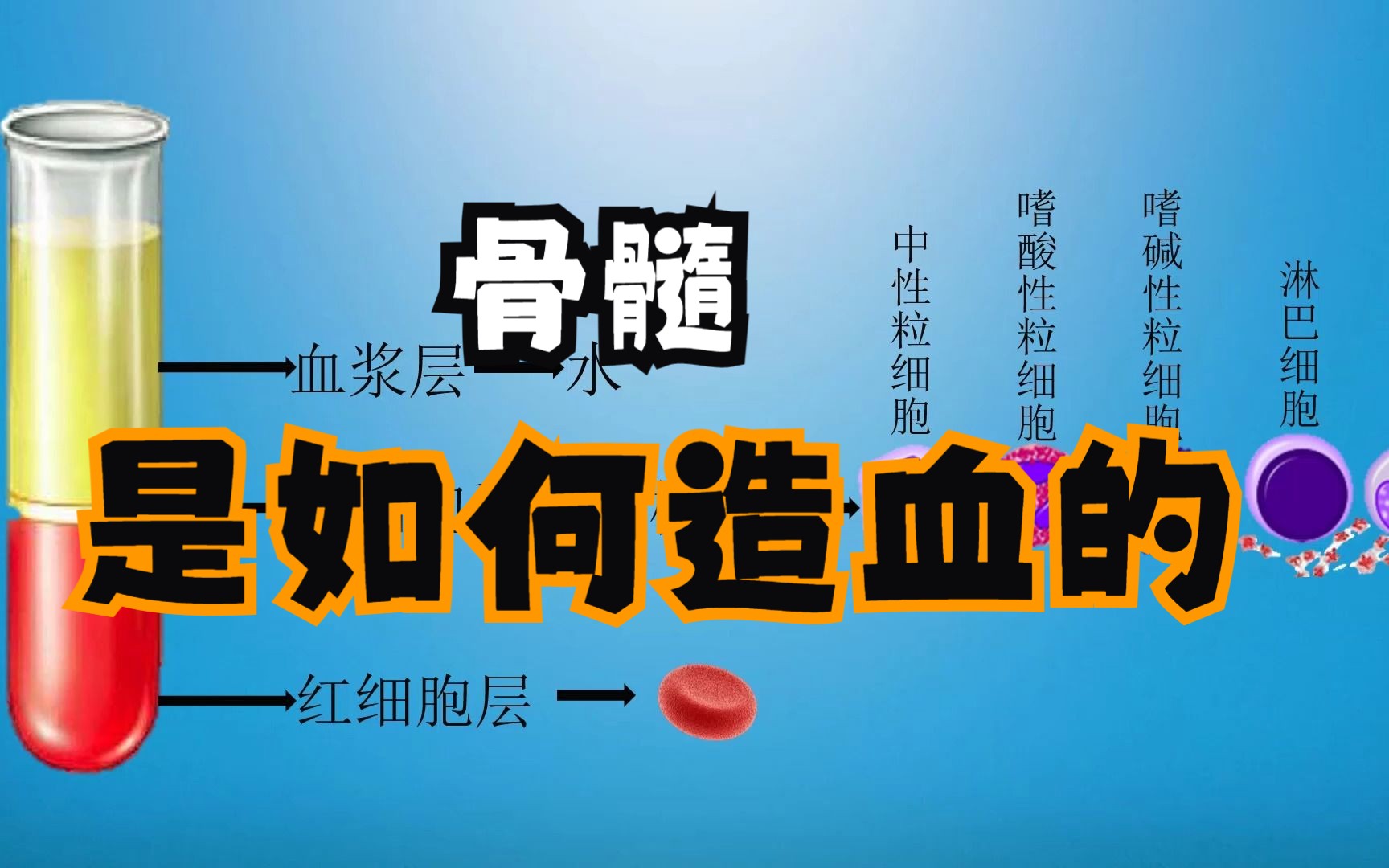 骨髓是如何造血的