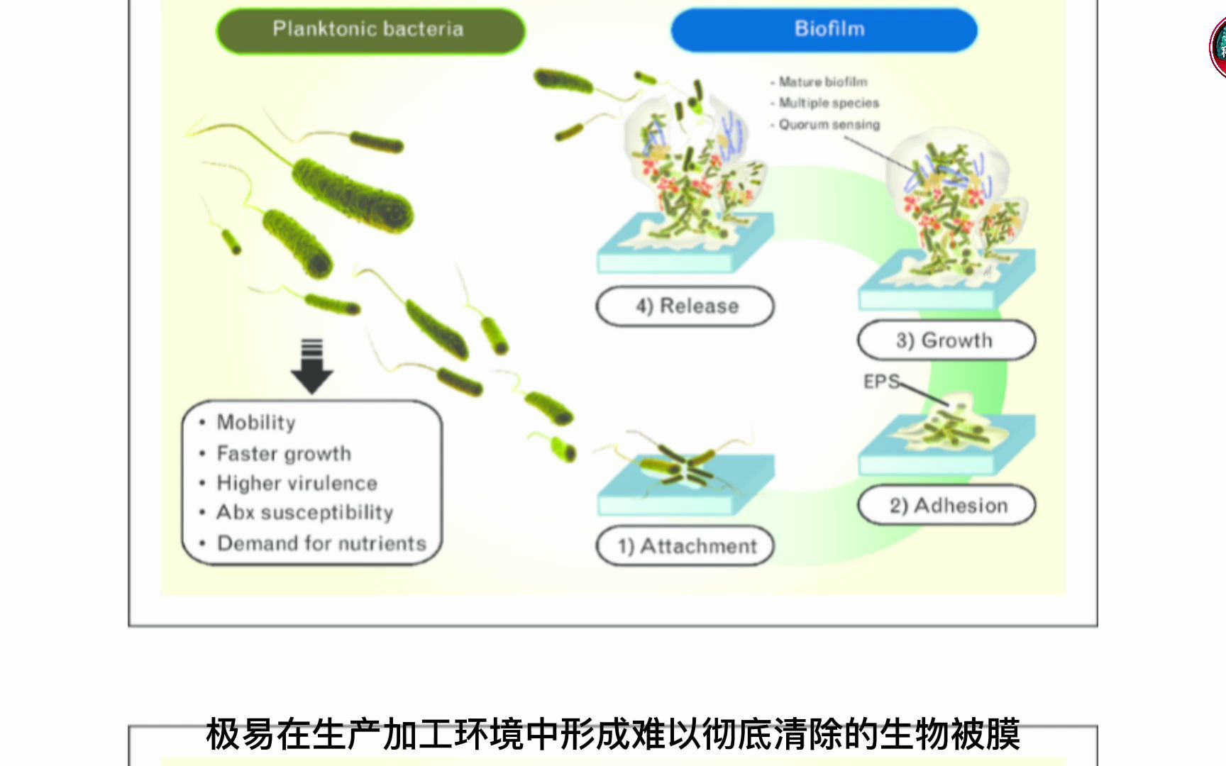科微视频推荐 | 藤椒精油对解淀粉芽孢杆菌DY1a具有良好抗菌活性