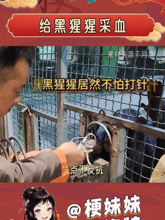 ...采血很淡定,那很厉害了 #黑猩猩 #采血 #万万没想到 #上海野生动物...