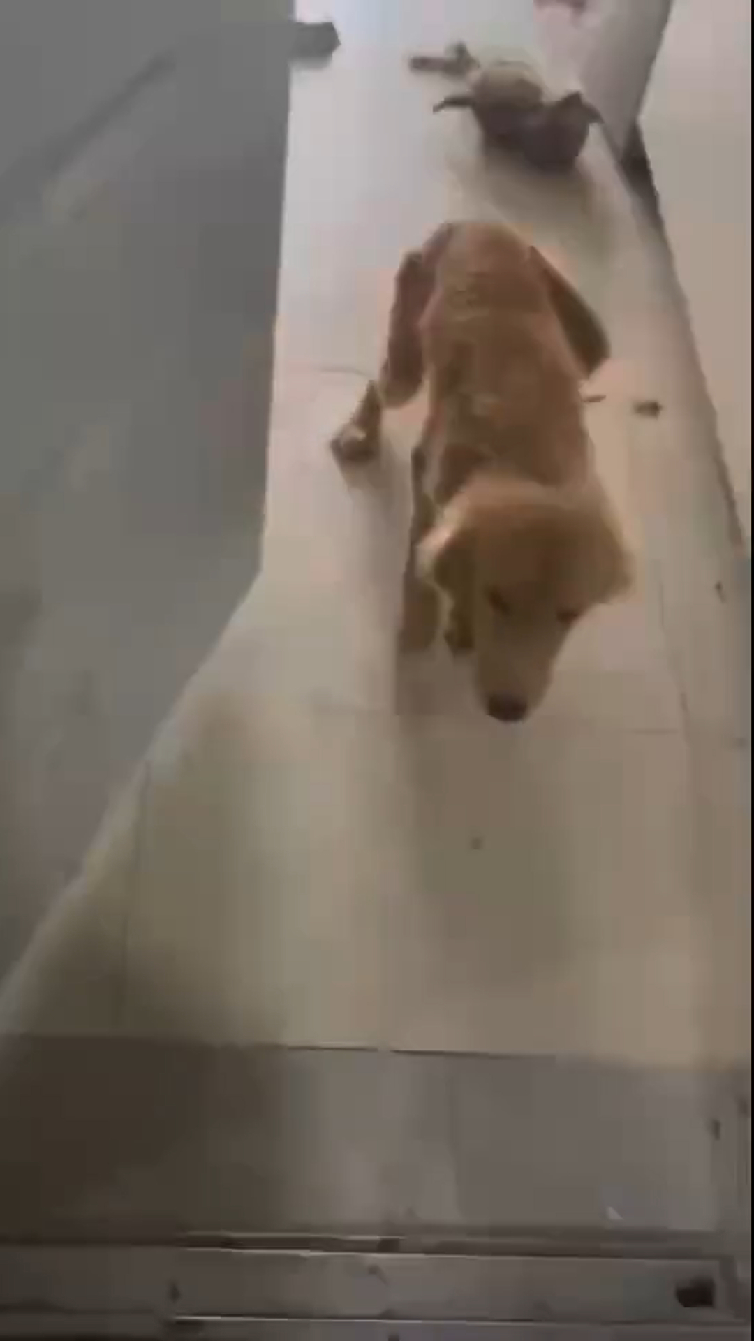 租客退租近1个月,将4个月大金毛犬遗弃在公寓:发现时已骨瘦如柴