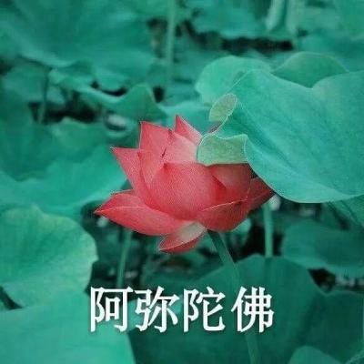 孤独的狼plus 