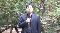 科学种植大樱桃的管理技术(下)