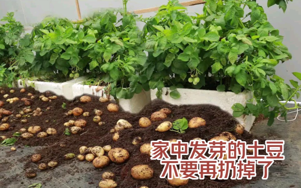 家中发芽的土豆不要扔掉了,我来教你如何用土豆再生土豆!