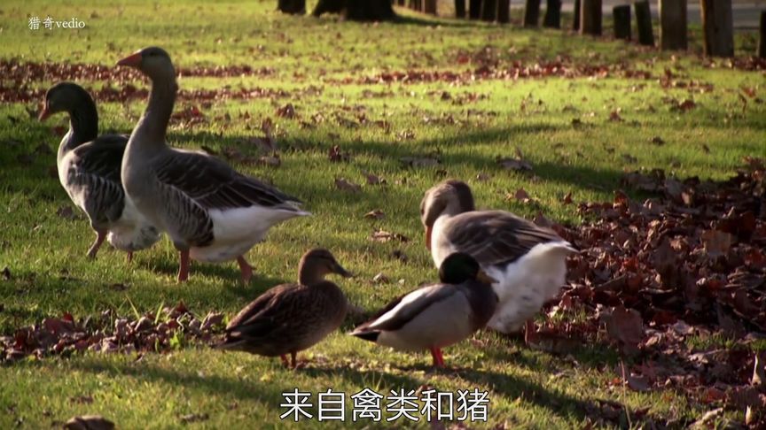 盘点人类史上的重大传染病!占比3分之2的病毒,竟全部源自动物!