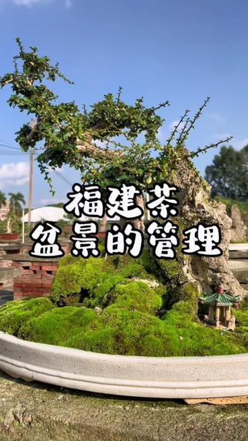 福建茶盆景的管理盆景盆景艺术岭南盆景福建茶庭院景观电商