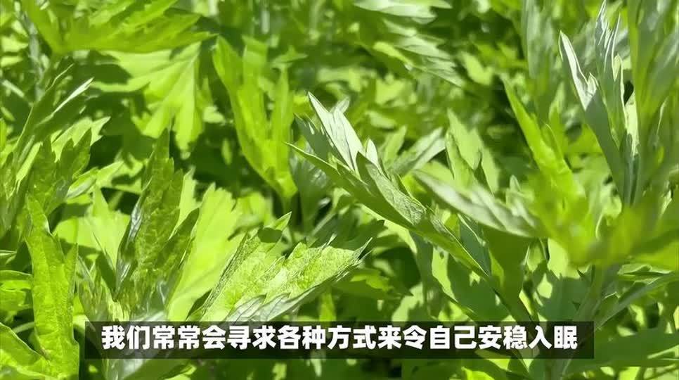 如何制作一款完美的艾叶枕?