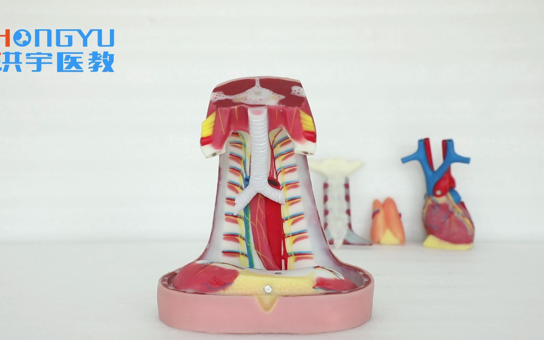 医学人体解剖软硅胶纵膈模型,医学教具_医教产品生产厂家-洪宇