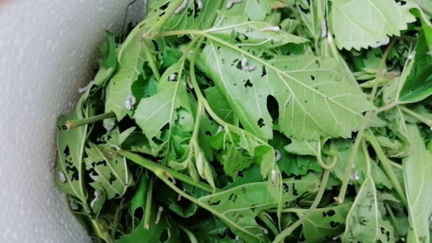 给囡囡买的蚕开始蜕皮了ߘ