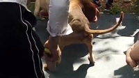 比特犬打架视频太凶残啦播放量超过100万【猛犬俱乐部推荐】