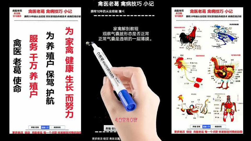 家禽解剖教程观察气囊是否正常横版