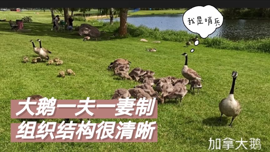 老卡给我科普:加拿大鹅终身一夫一妻制,组织结构很清晰