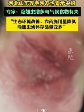 "河南多地现行走的硫酸"冲上热搜第一,今年隐翅虫为何有点多?专家:或...