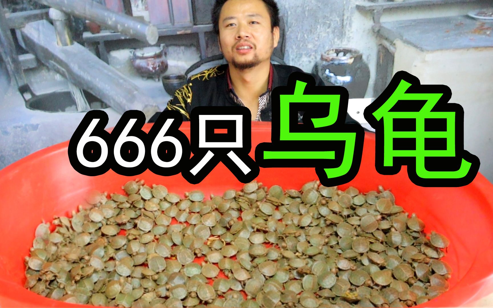 小伙花588买了一个乌龟盲盒,开出了666只乌龟!