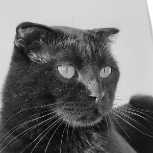 云游世间的猫爷 