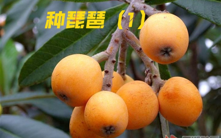 吃剩的枇杷核不要扔,找个盆种下去,过不定有惊喜~