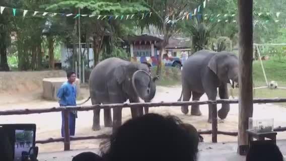 泰国旅游的大象表演,很可爱~