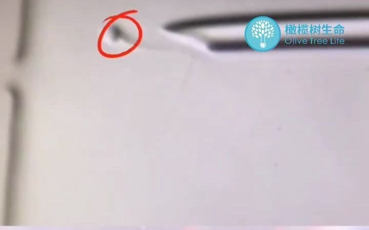 宝宝诞生的过程,从受精卵到胚胎发育!
