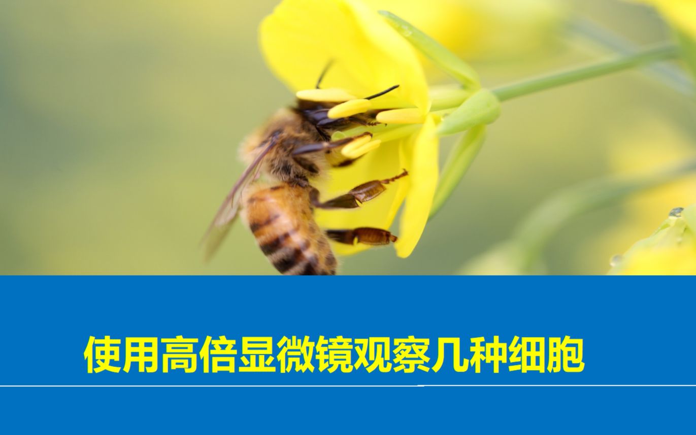 1.2.1 使用高倍显微镜观察几种细胞