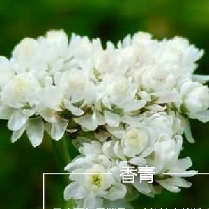 远文菡萏