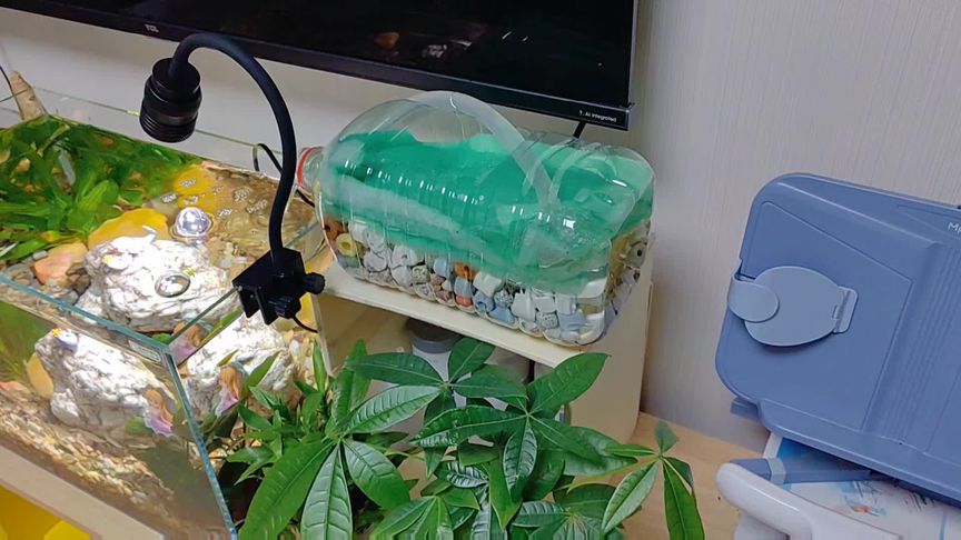 ߐ�矿泉水瓶改个过滤器试试ߐ�#鱼缸过滤桶制作